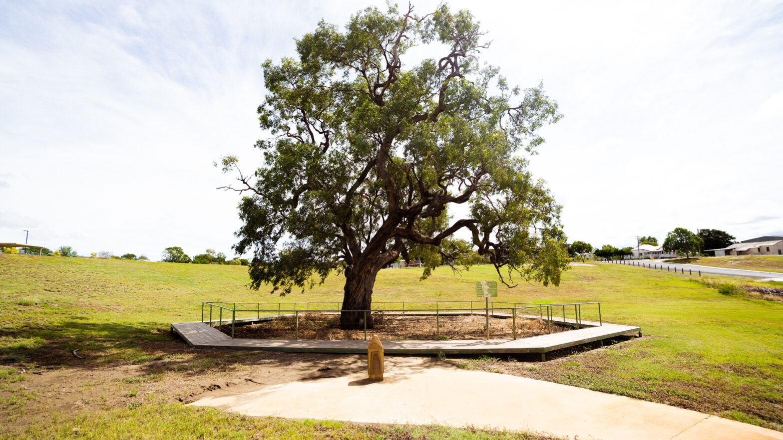 Historic CoolAbah Tree & Surveyor’s Peg - Visit Hughenden