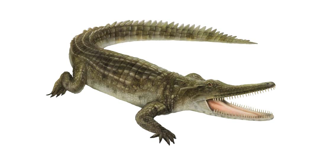 Queensland’s State fossil emblem - Visit Hughenden