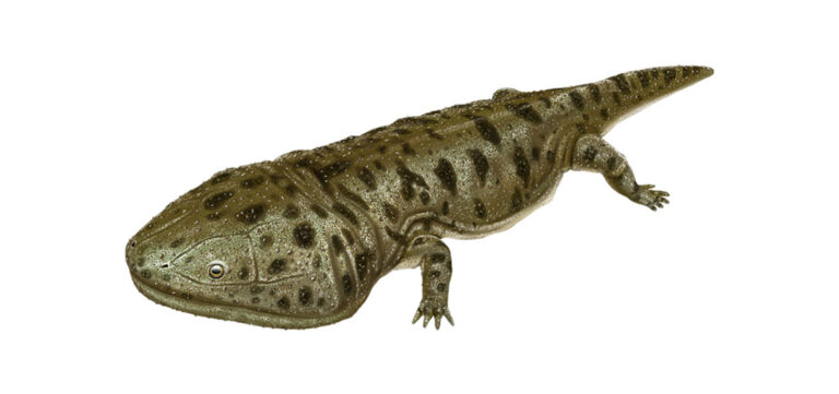 Queensland’s State fossil emblem - Visit Hughenden